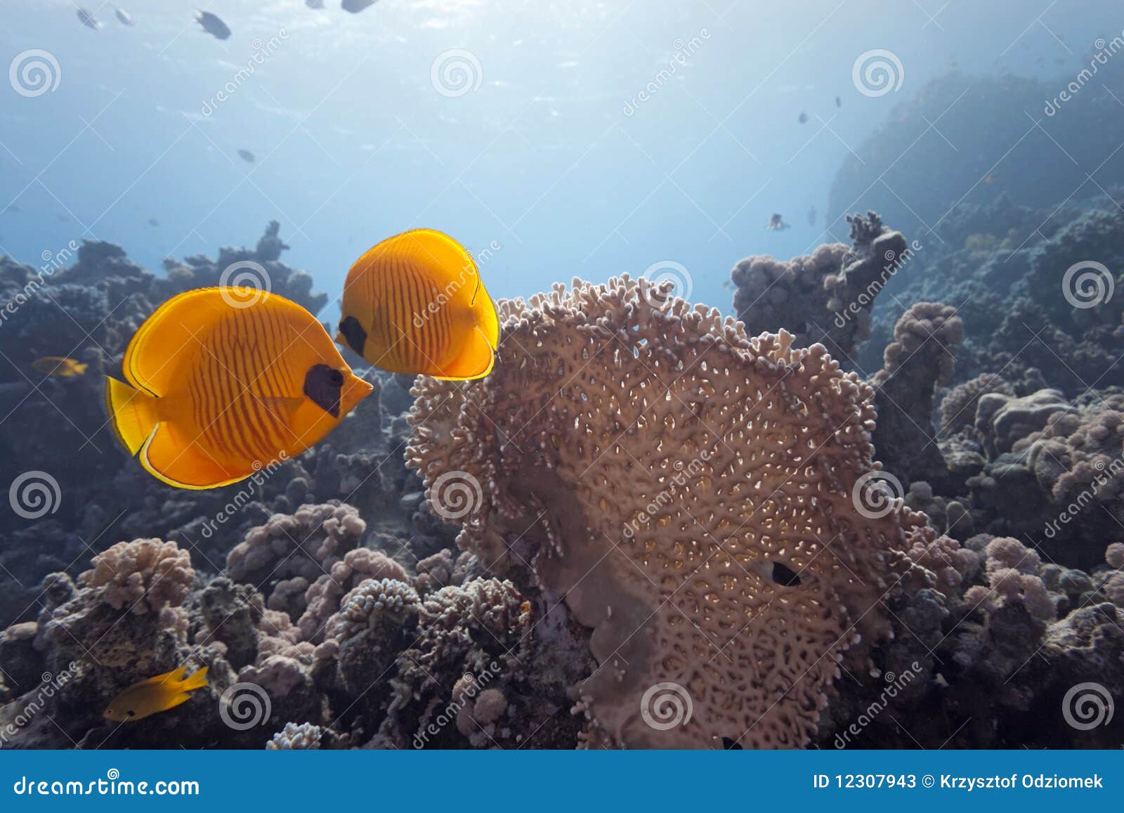 Butterflyfish on the Coral Reef Stock Image - Image of clear, saltwater ...