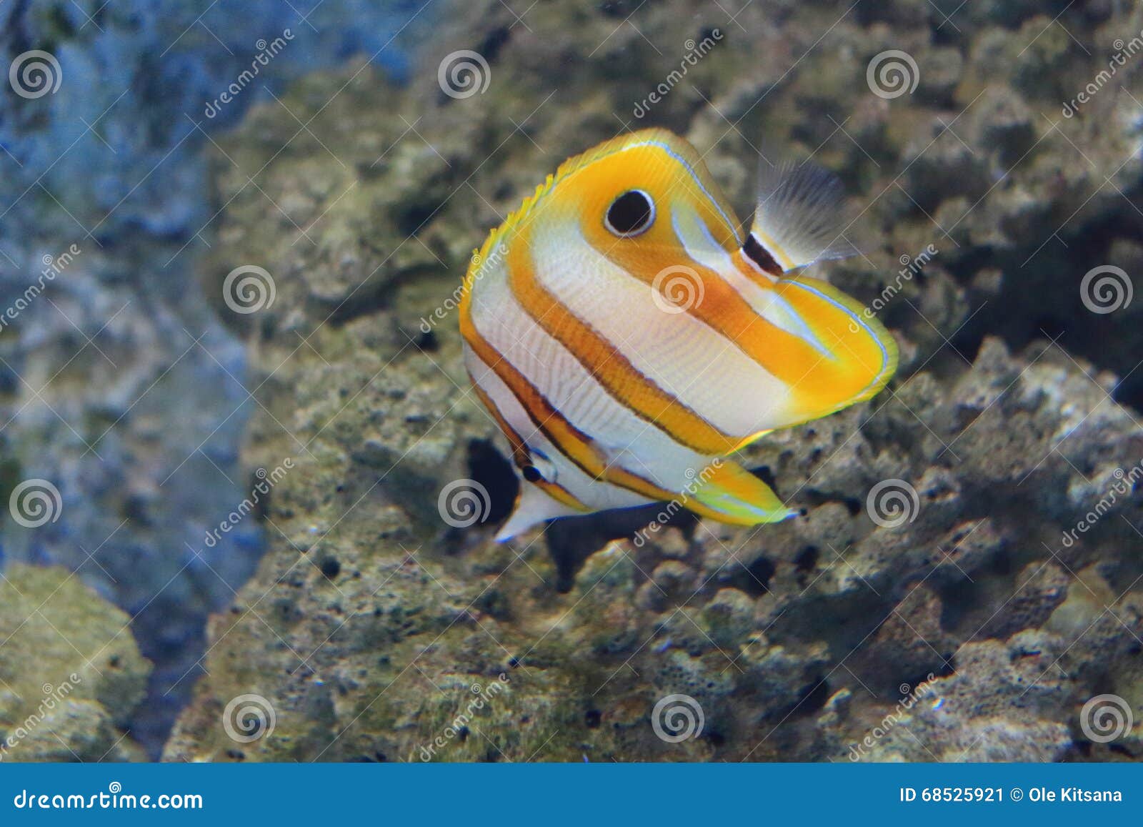 Butterflyfish stock image. Image of butterflyfish, black - 68525921