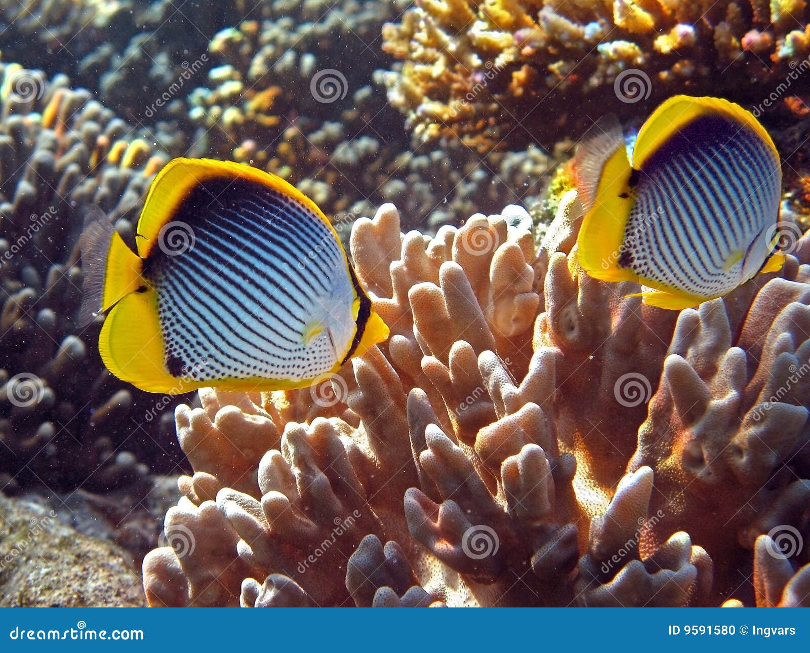 Butterflyfishes stock photo. Image of explore, bright - 9591580
