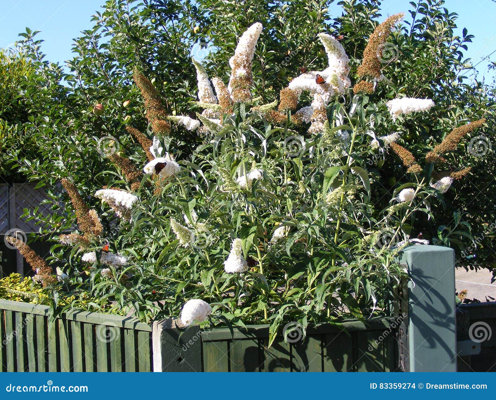 Butterflys on a Buddleja Tree Stock Photo - Image of countryside ...