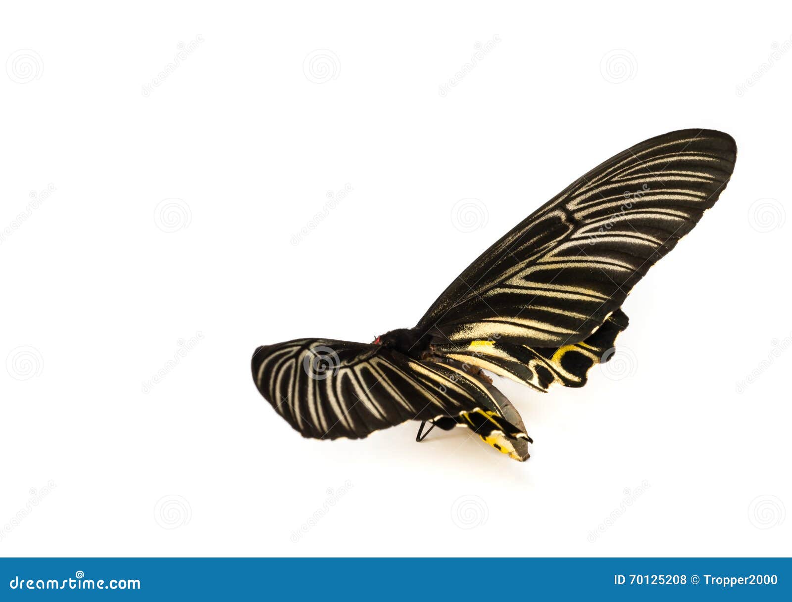 Butterflys staff. stock photo. Image of nymphalidae, macro - 70125208