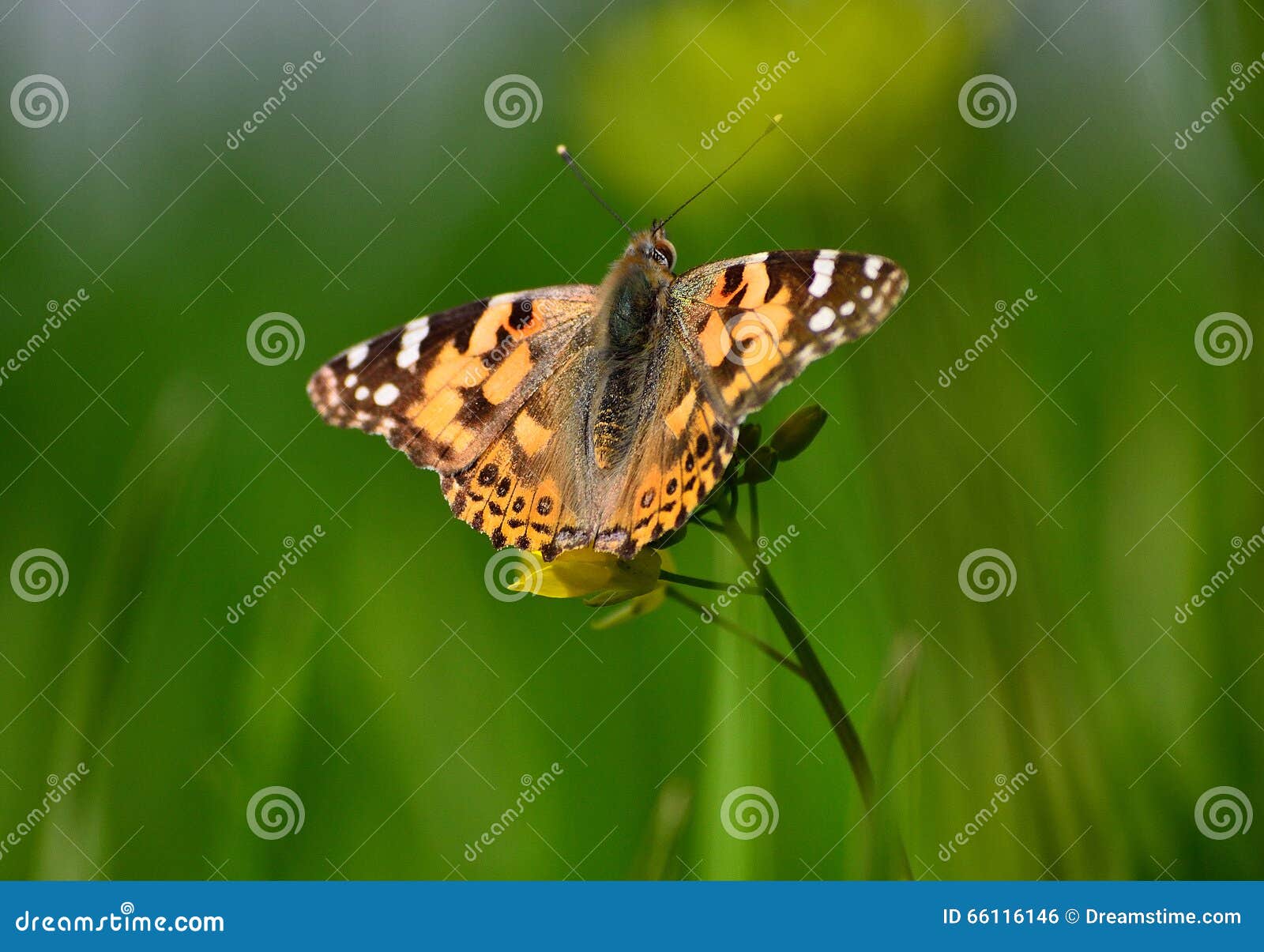 Butterfully on Mustard Flower Stock Photo - Image of leaves, lighting ...
