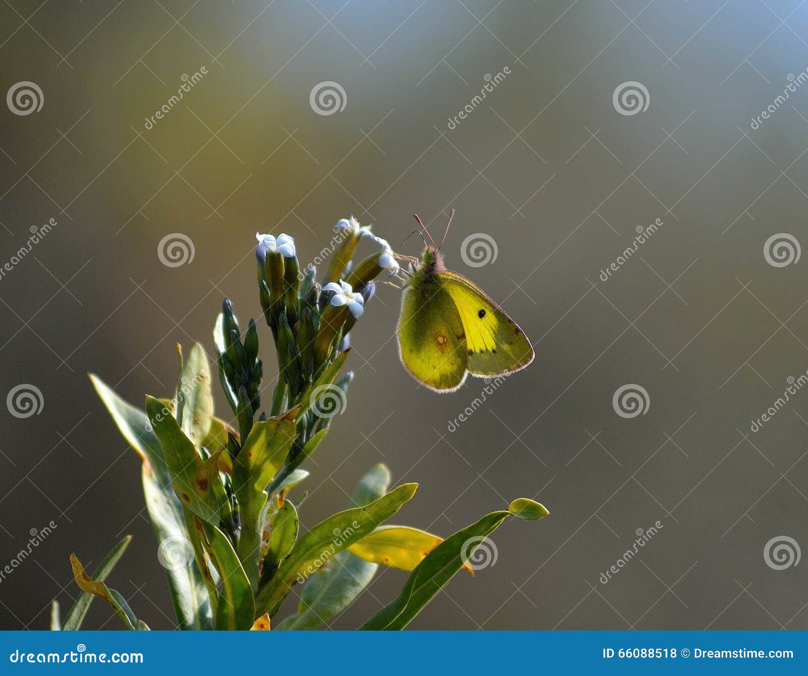 Butterfully on wild flower stock photo. Image of outside - 66088518