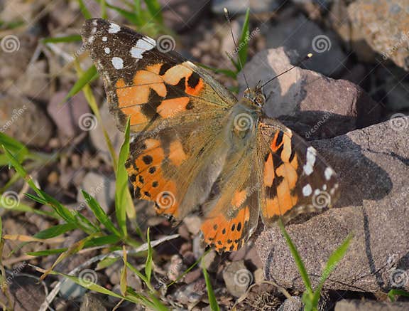 Butterfully in the wild stock image. Image of rain, flower - 66089057