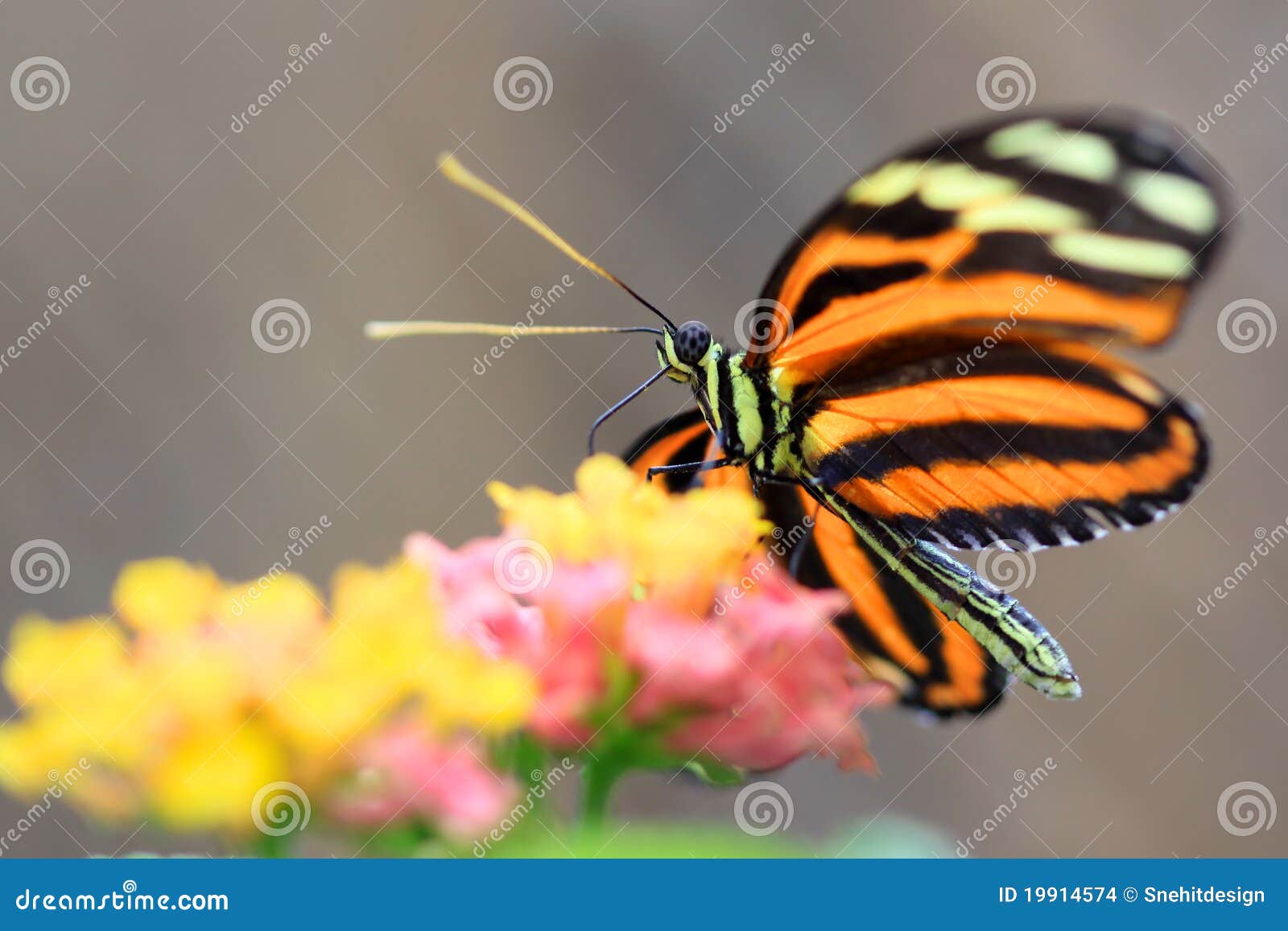 Butterly stock photo. Image of meadow, black, ecology - 19914574
