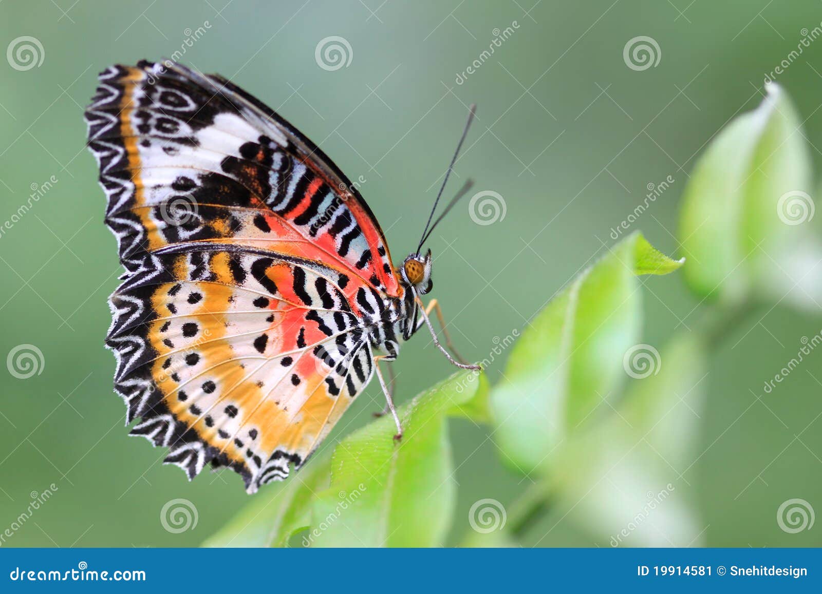 Butterly stock image. Image of decorative, leaf, natural - 19914581