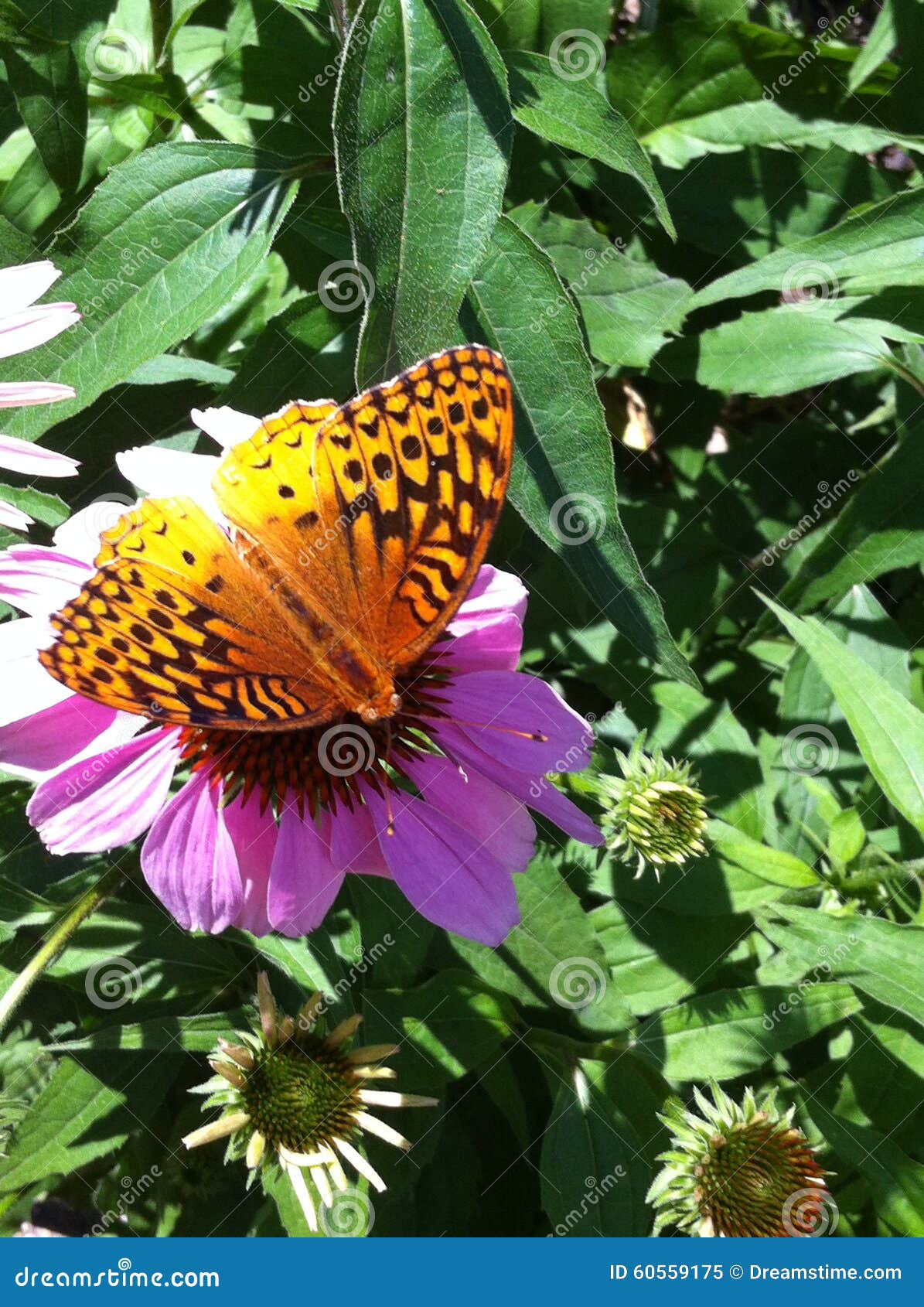 Butterly stock image. Image of butterfly, plant, beautiful - 60559175