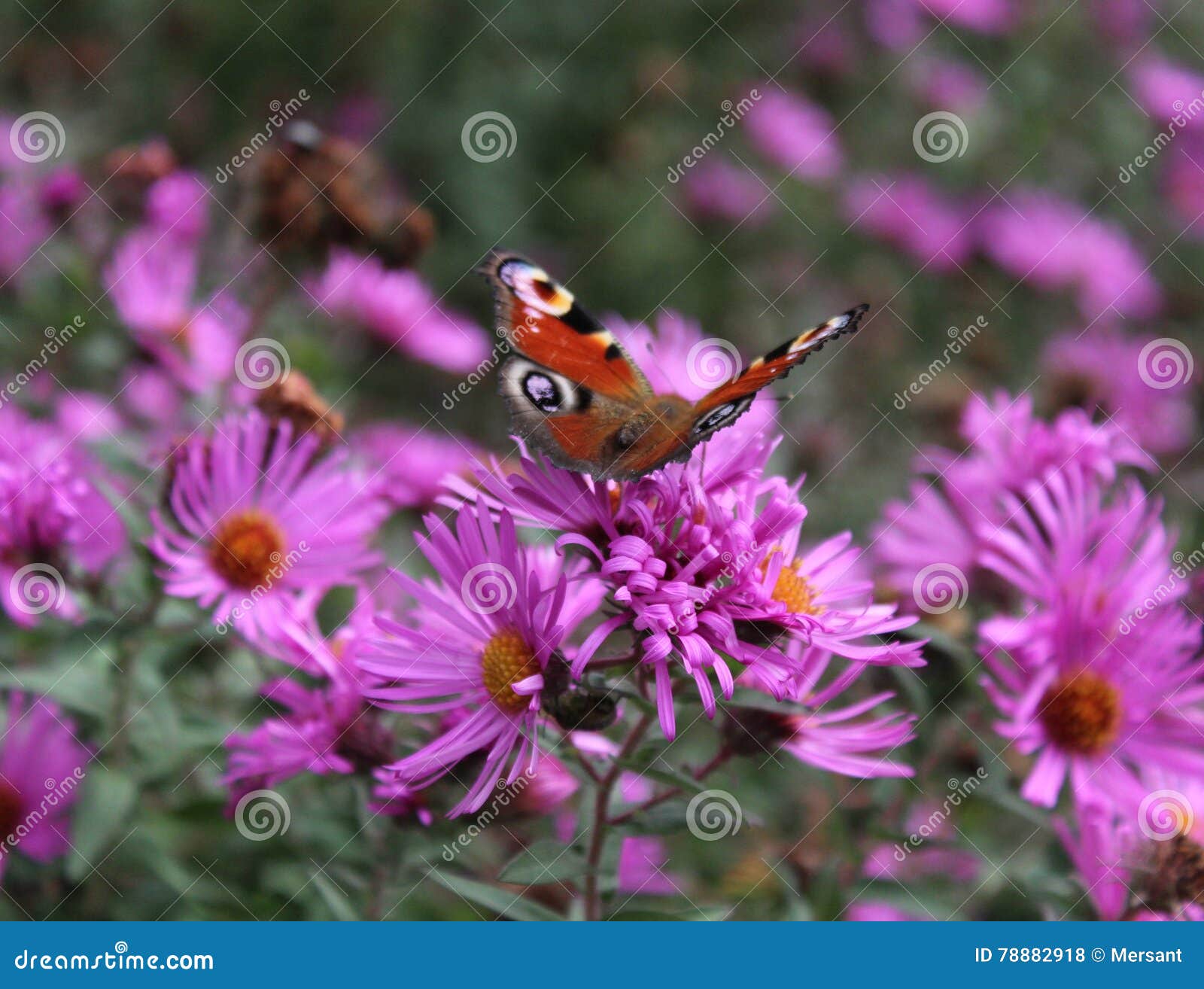 Butterly stock photo. Image of nature, butterfly, flower - 78882918