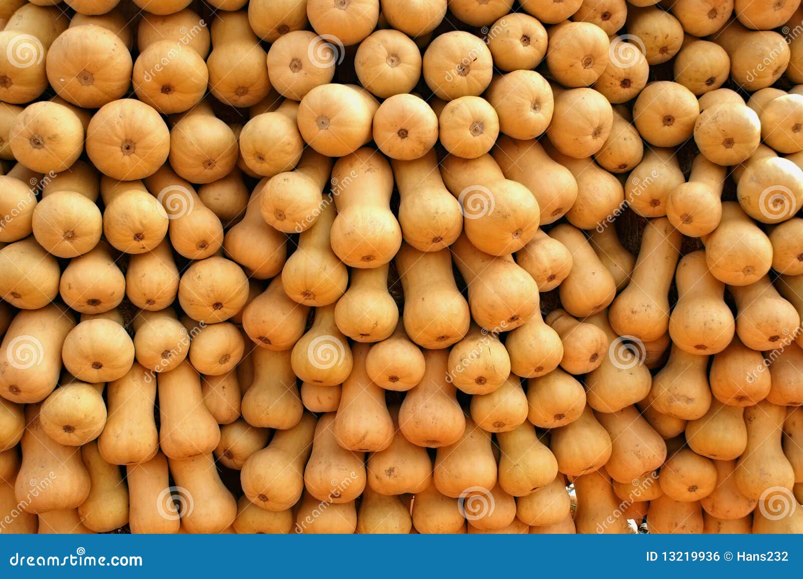 Butternut stock photo. Image of soup, pumkin, herb, meal - 13219936