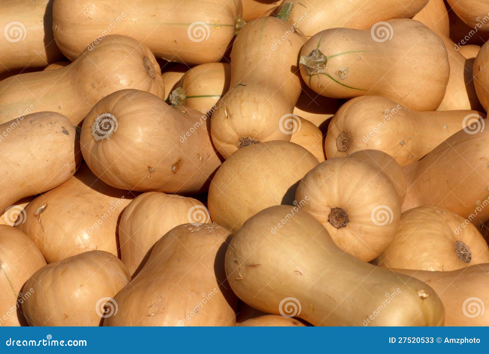 Butternut stock image. Image of crop, closeup, fall, courge - 27520533