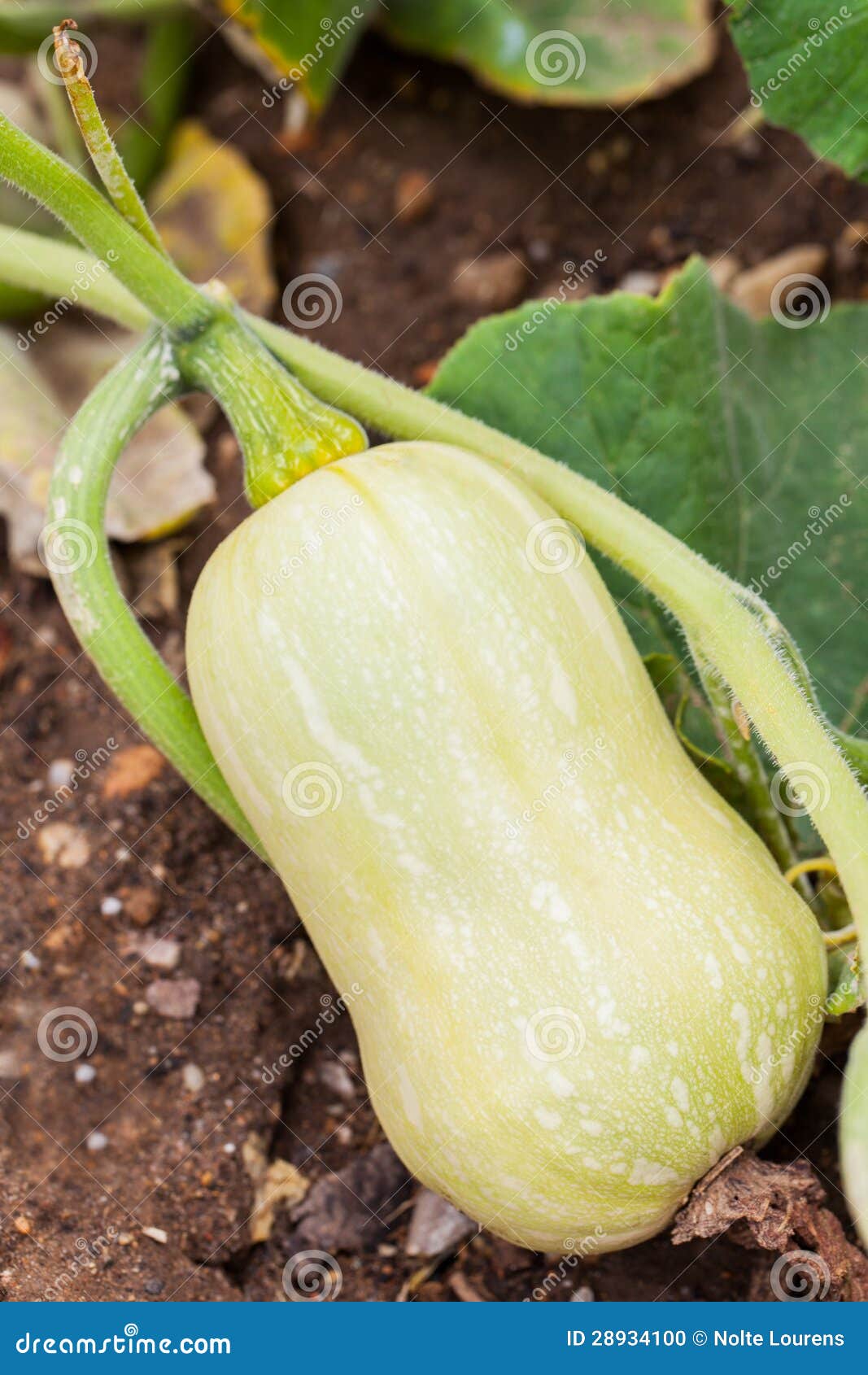 Butternut stock photo. Image of agriculture, fruit, botanical - 28934100