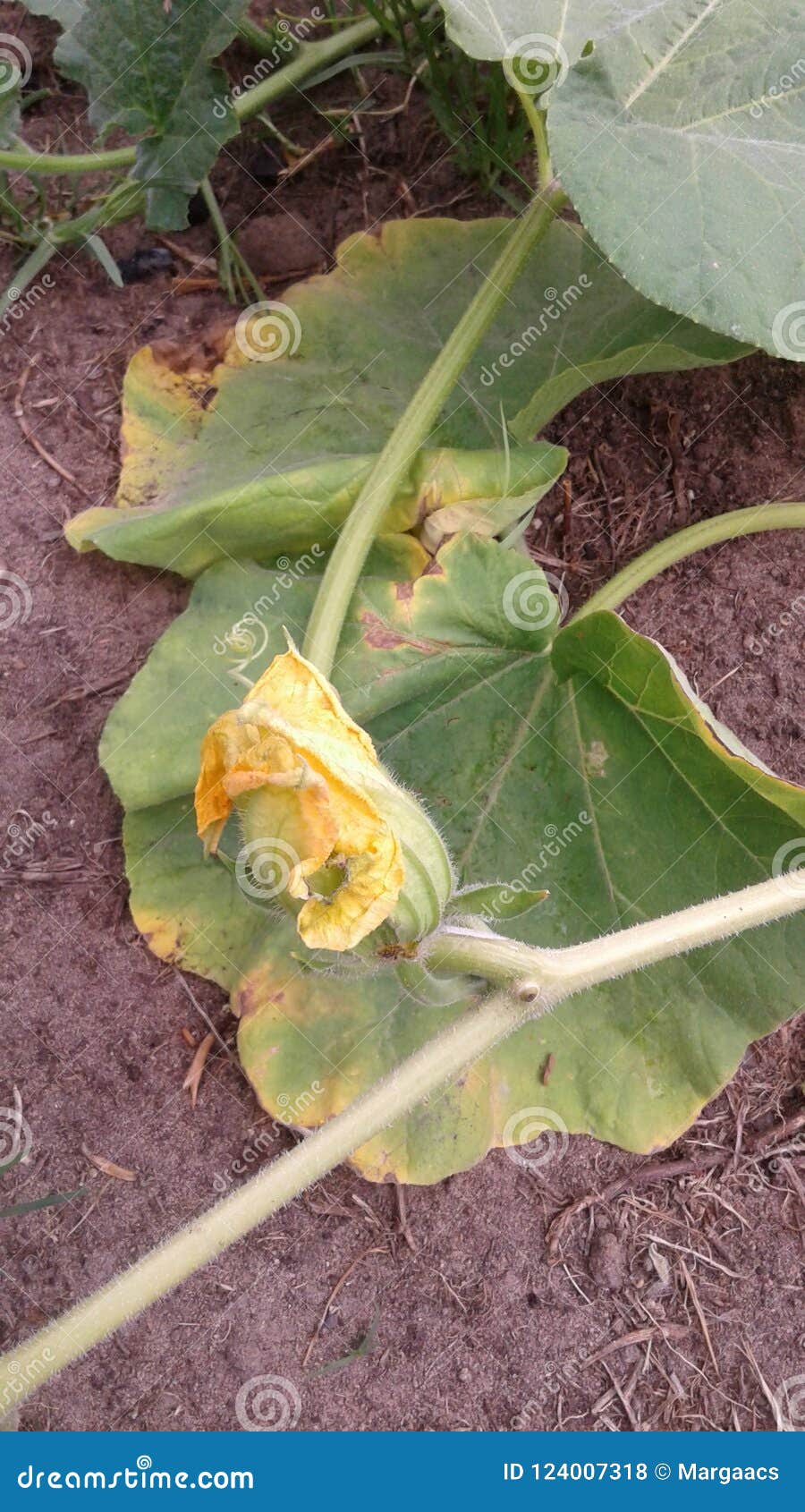 Butternut stock photo. Image of butternut, plant, flower - 124007318
