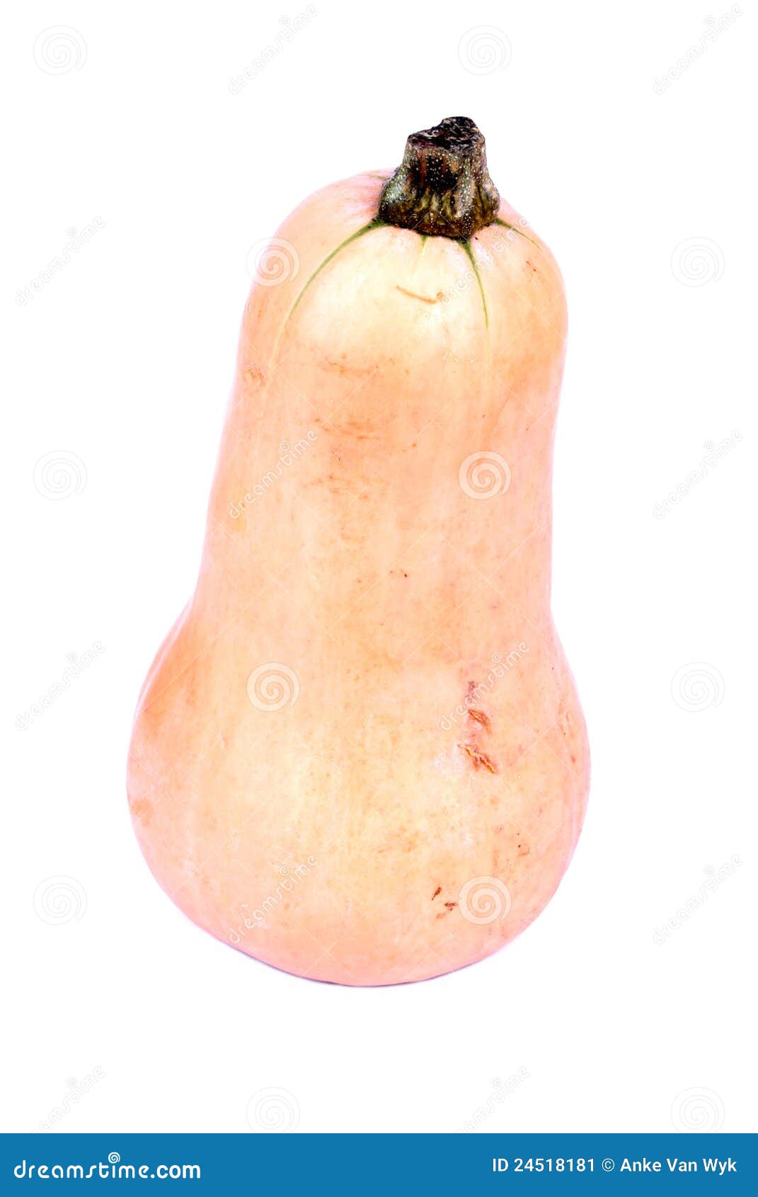 Butternut pumpkin stock image. Image of veggie, fresh - 24518181
