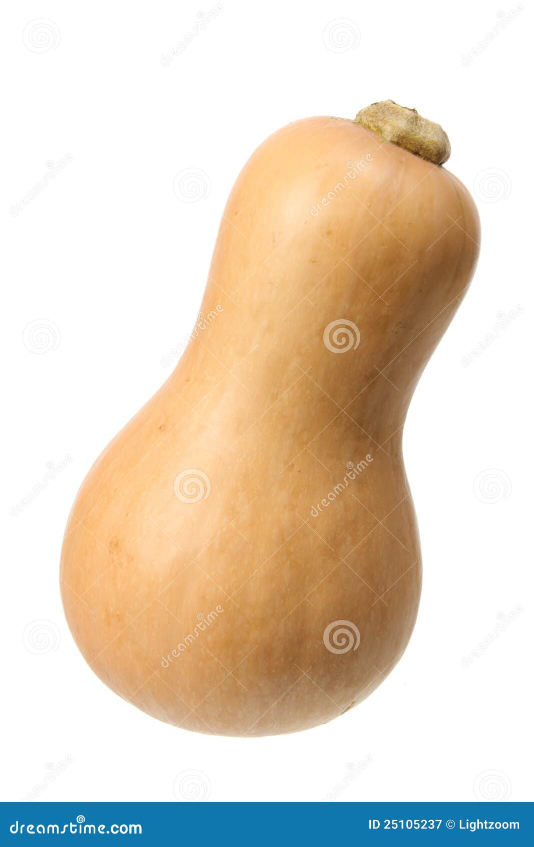 Butternut Pumpkin stock image. Image of white, squash - 25105237