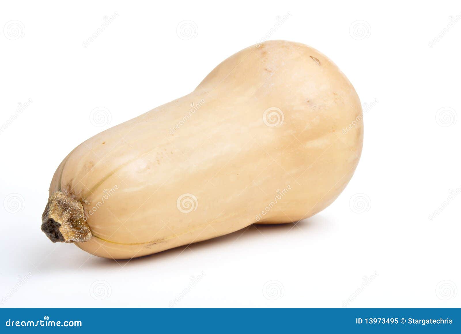 Butternut Squash stock image. Image of butternut, isolated - 13973495