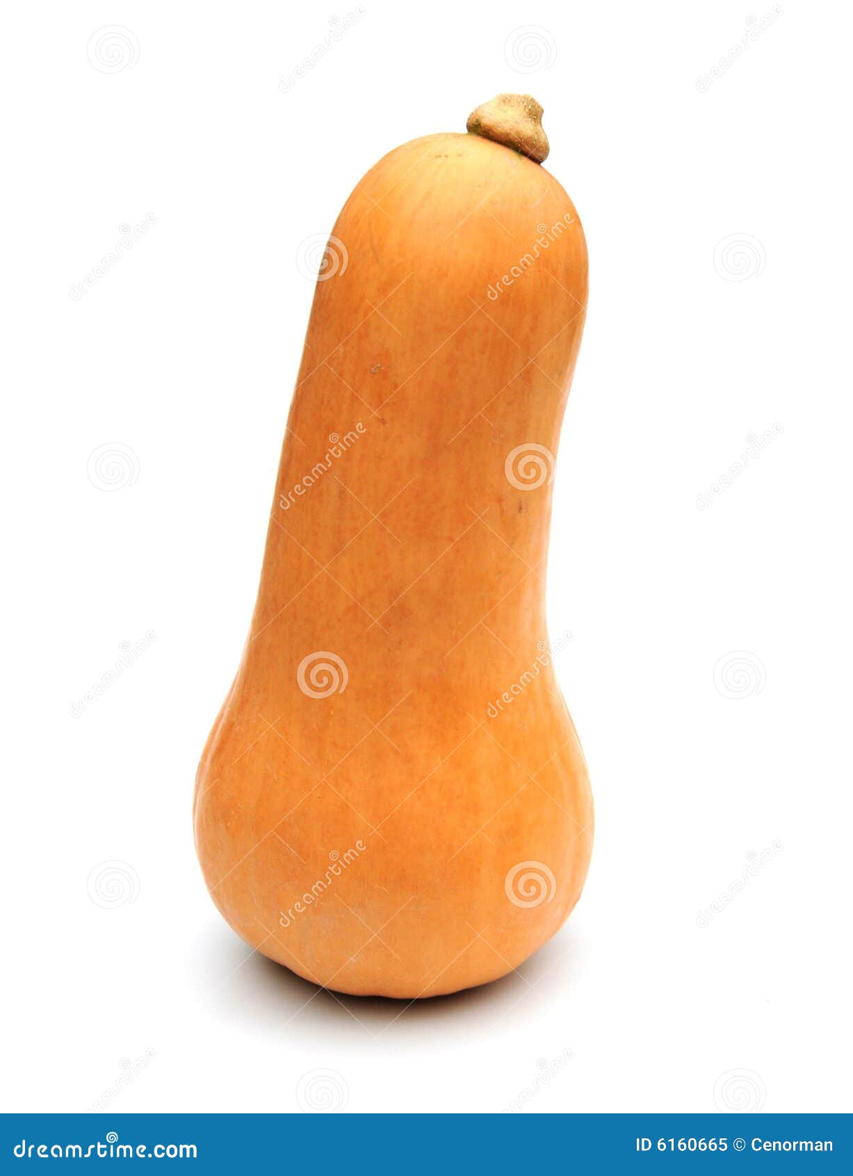 Butternut squash stock image. Image of diet, nutitious - 6160665