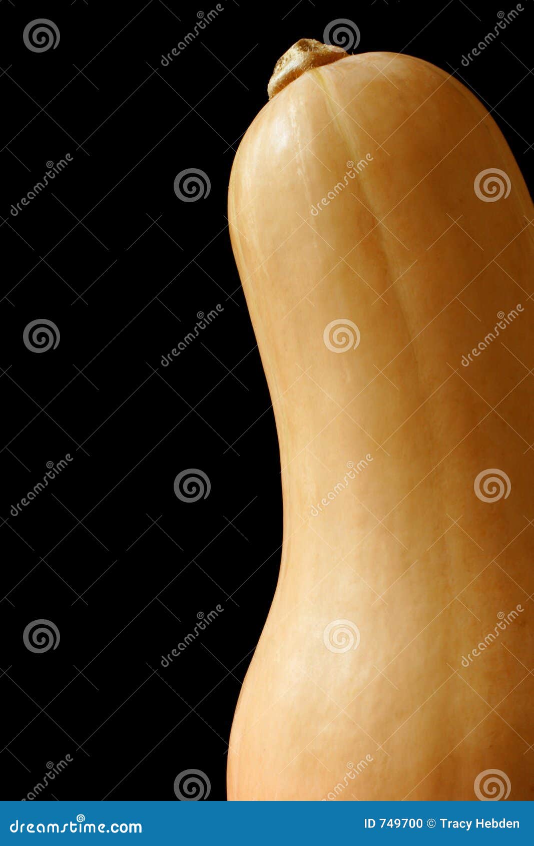 Butternut squash stock photo. Image of seasonal, appetizer - 749700