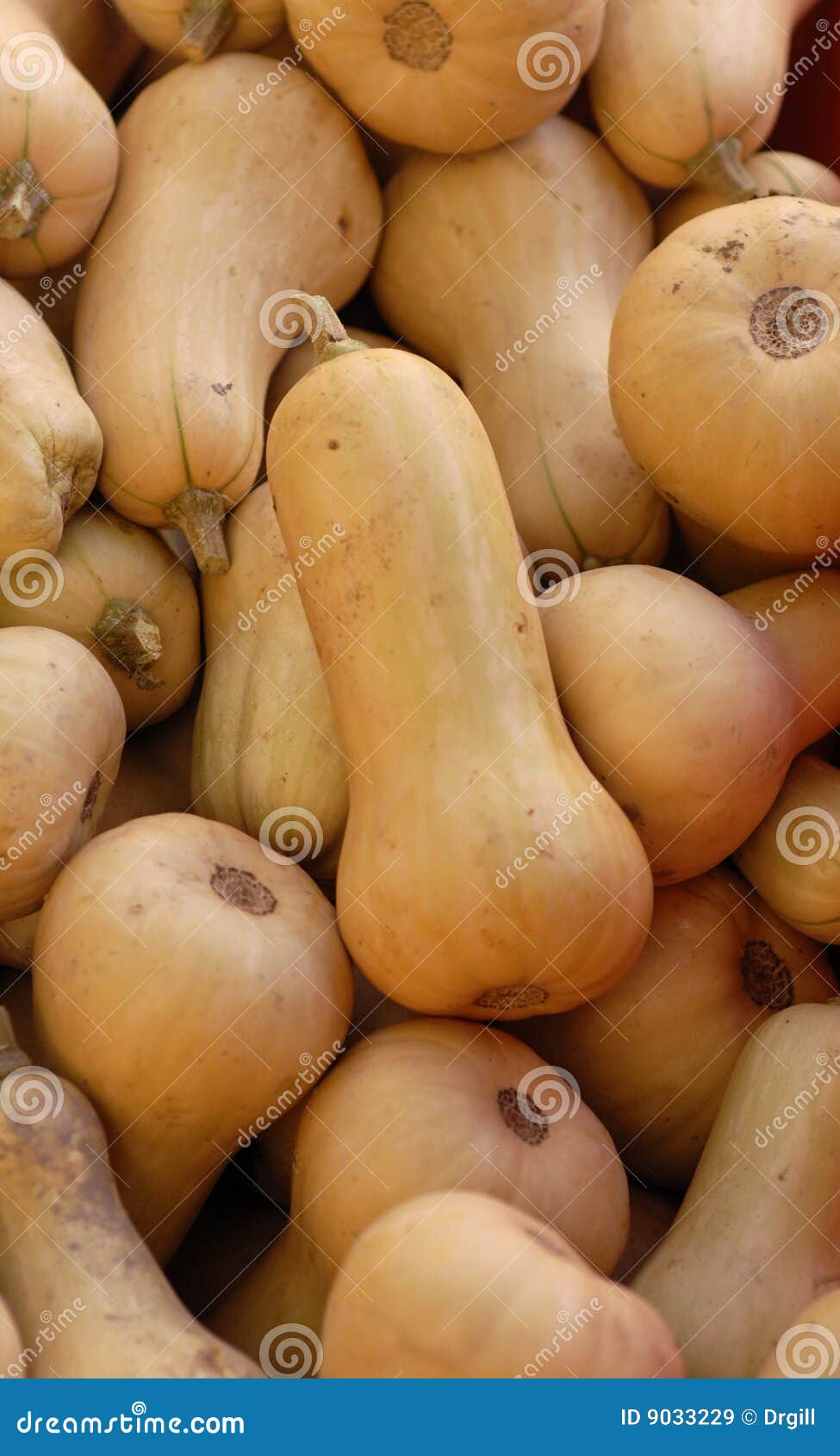 Butternut Squash stock image. Image of market, fruit, butternut - 9033229