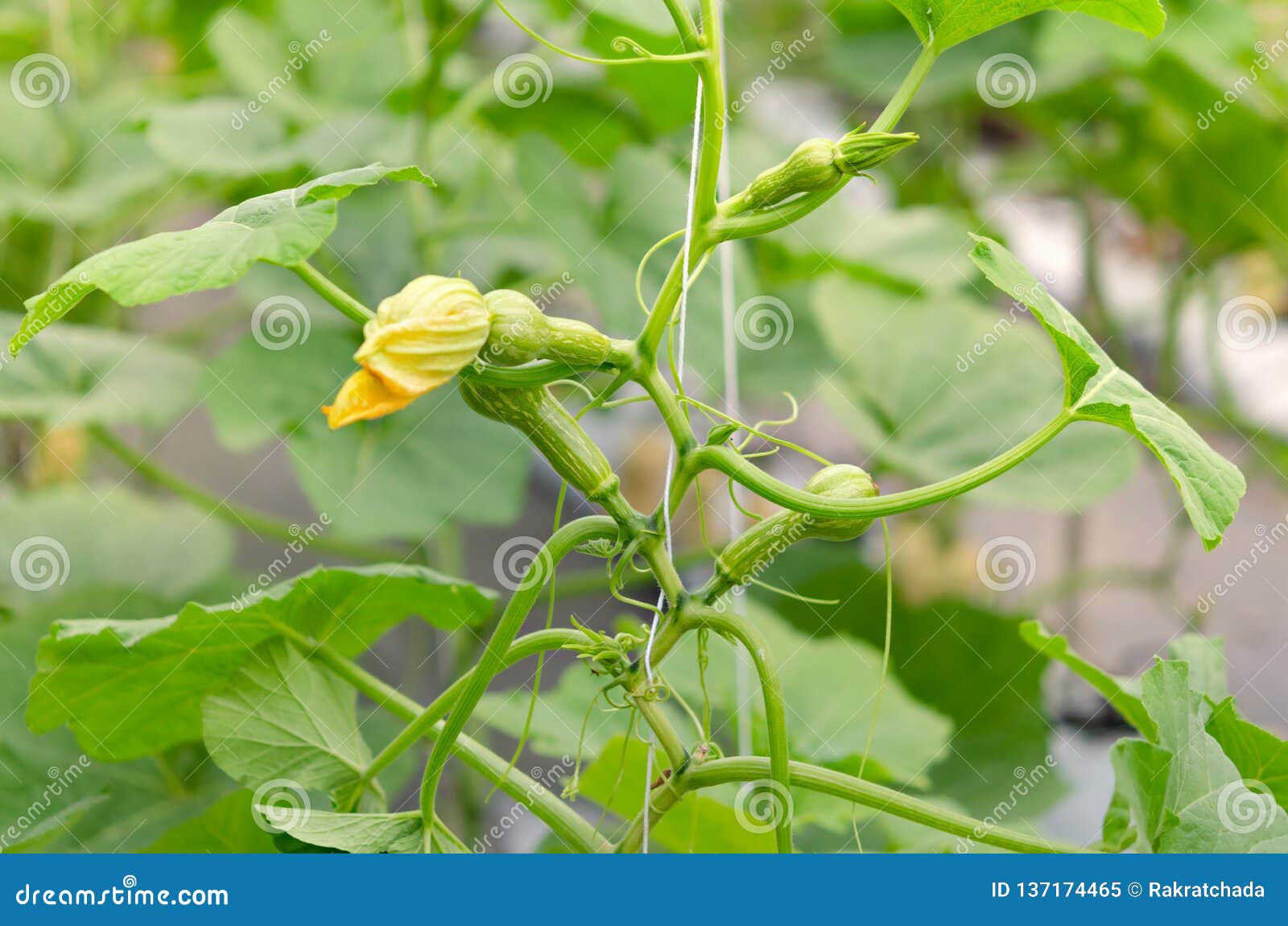 Butternut squash blossom stock image. Image of garden - 137174465