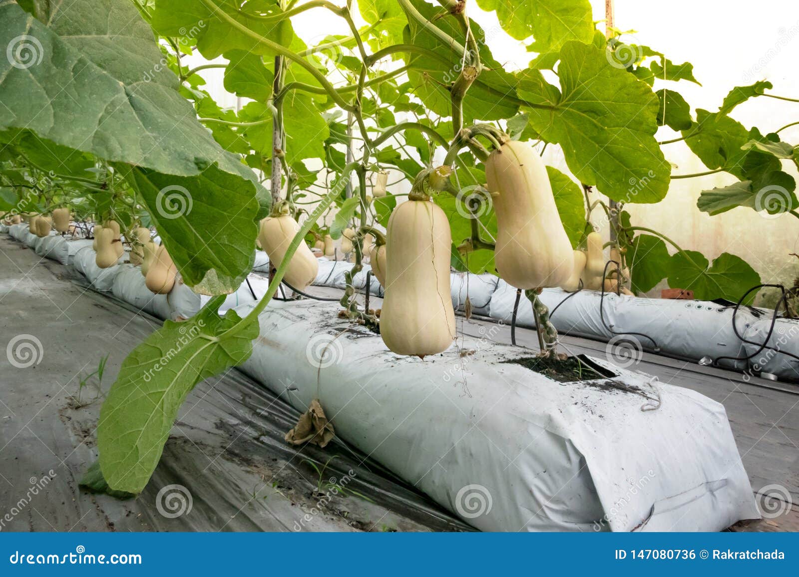Butternut squash blossom stock photo. Image of field - 147080736