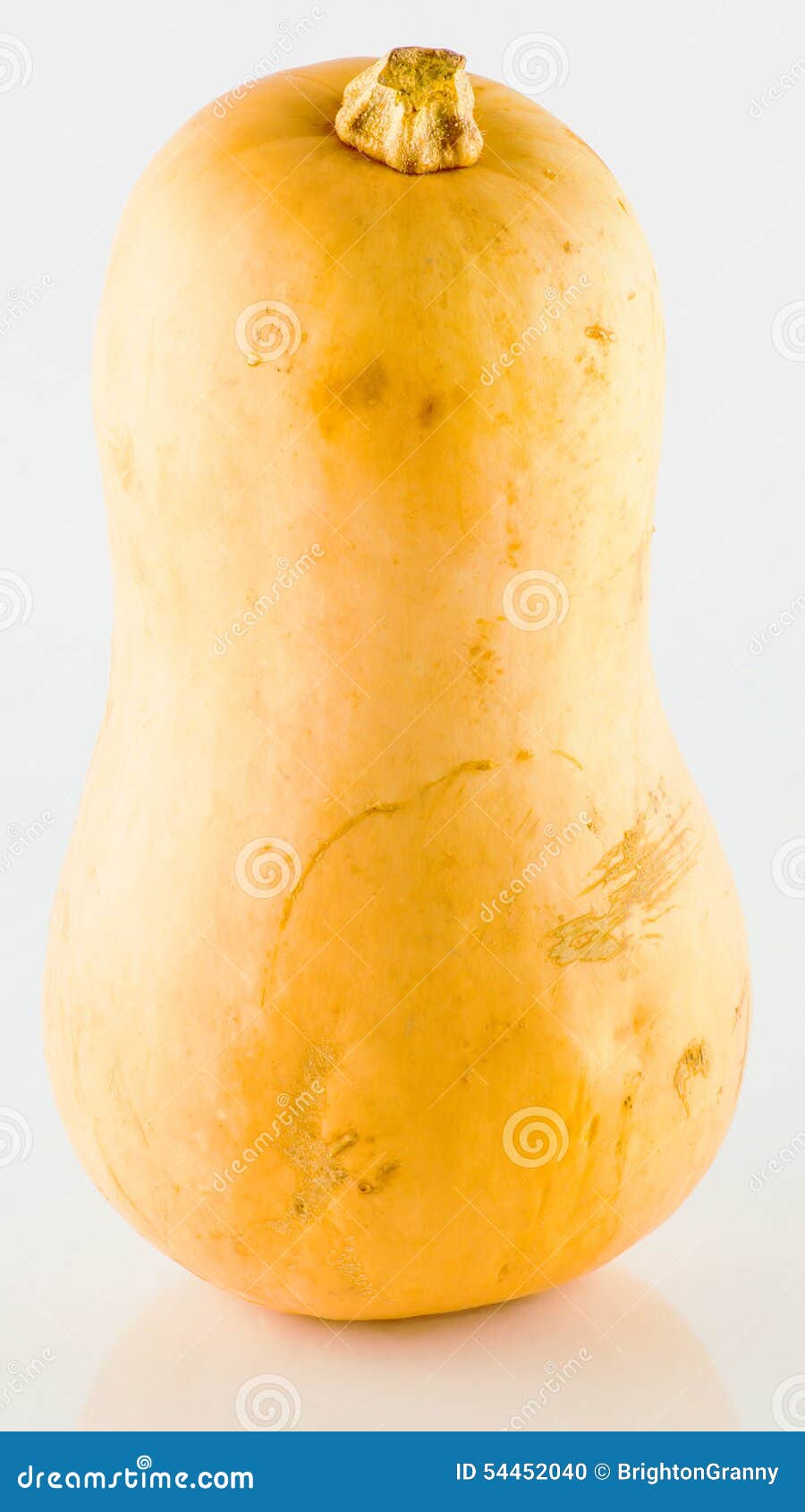 Butternut squash stock photo. Image of gourd, wholesome - 54452040
