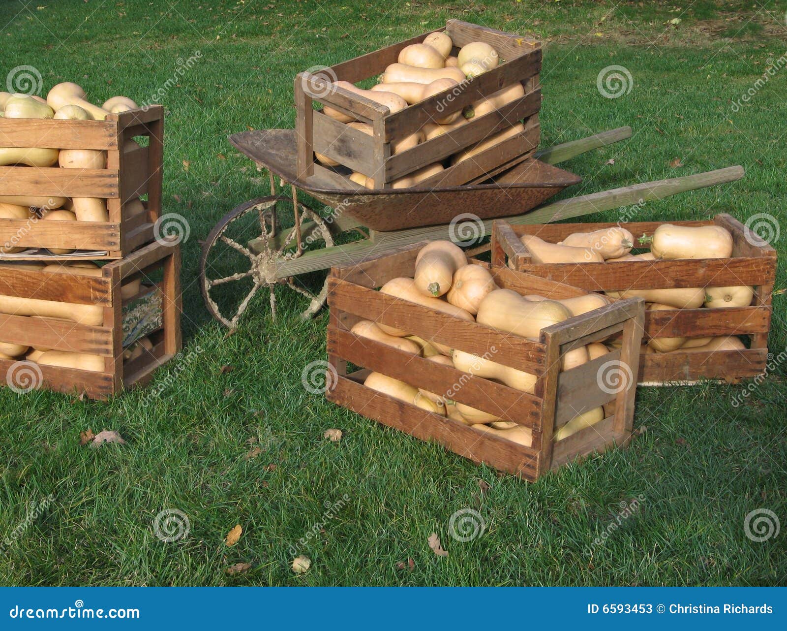 Butternut squash in crates stock image. Image of fall - 6593453