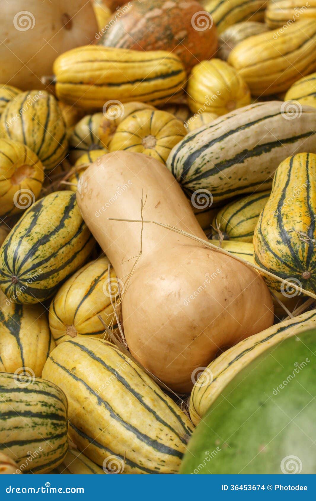 Butternut squash stock photo. Image of season, freshness - 36453674