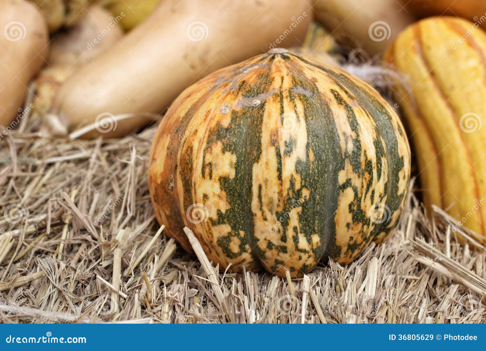 Butternut squash stock image. Image of vegetarian, nature - 36805629