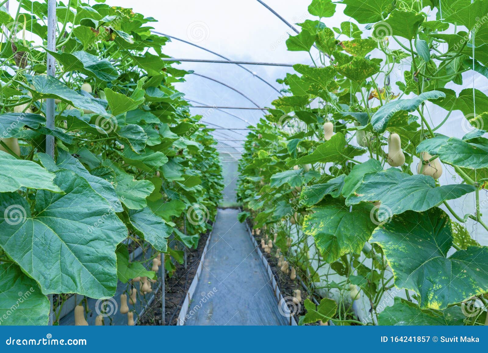 Butternut Squash in Butternut Farm Stock Image - Image of growth ...