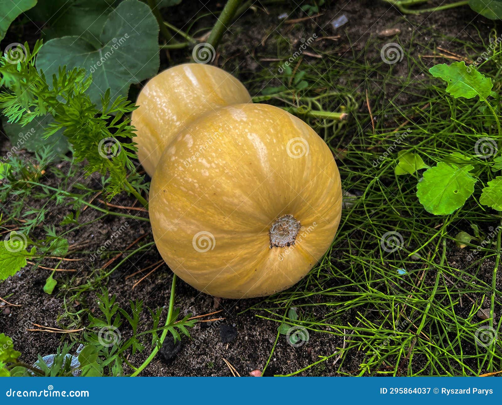 Butternut Squash Fruit and the Whole Plant in Natural Conditions Stock ...