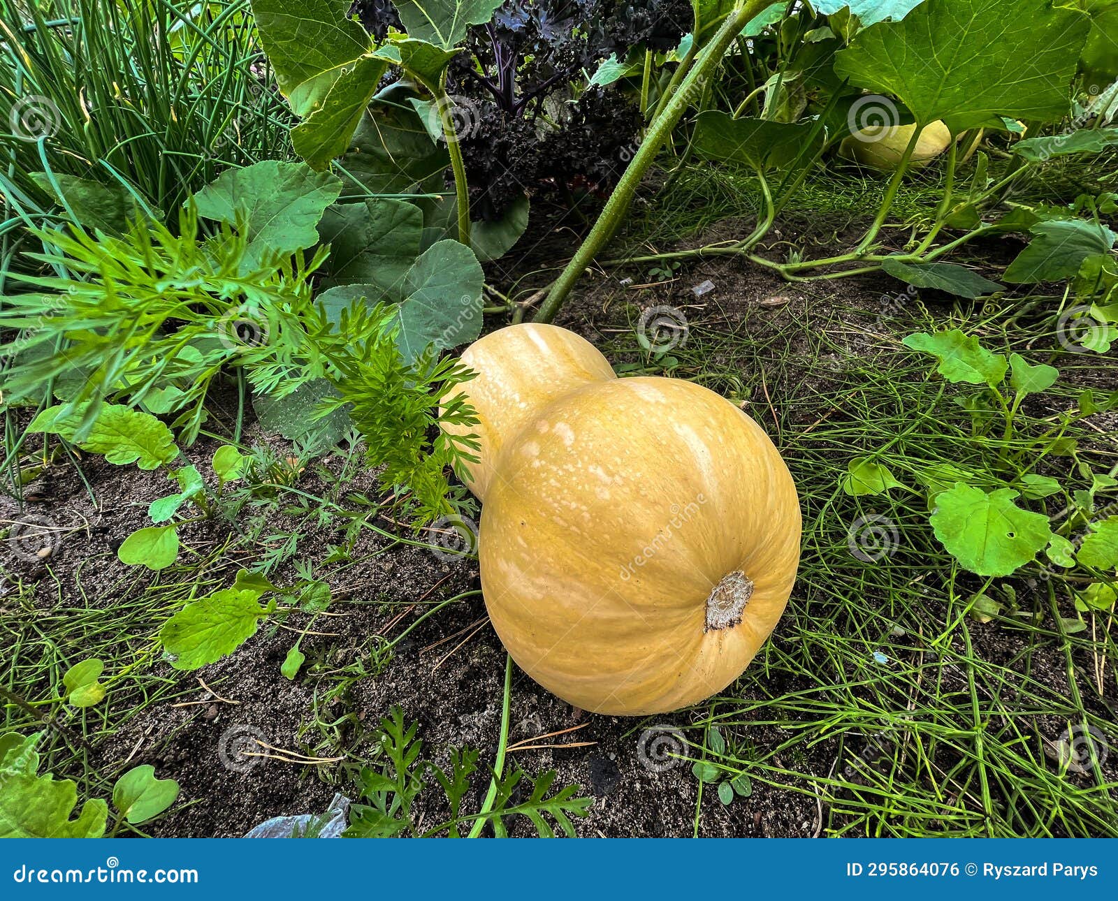 Butternut Squash Fruit and the Whole Plant in Natural Conditions Stock ...