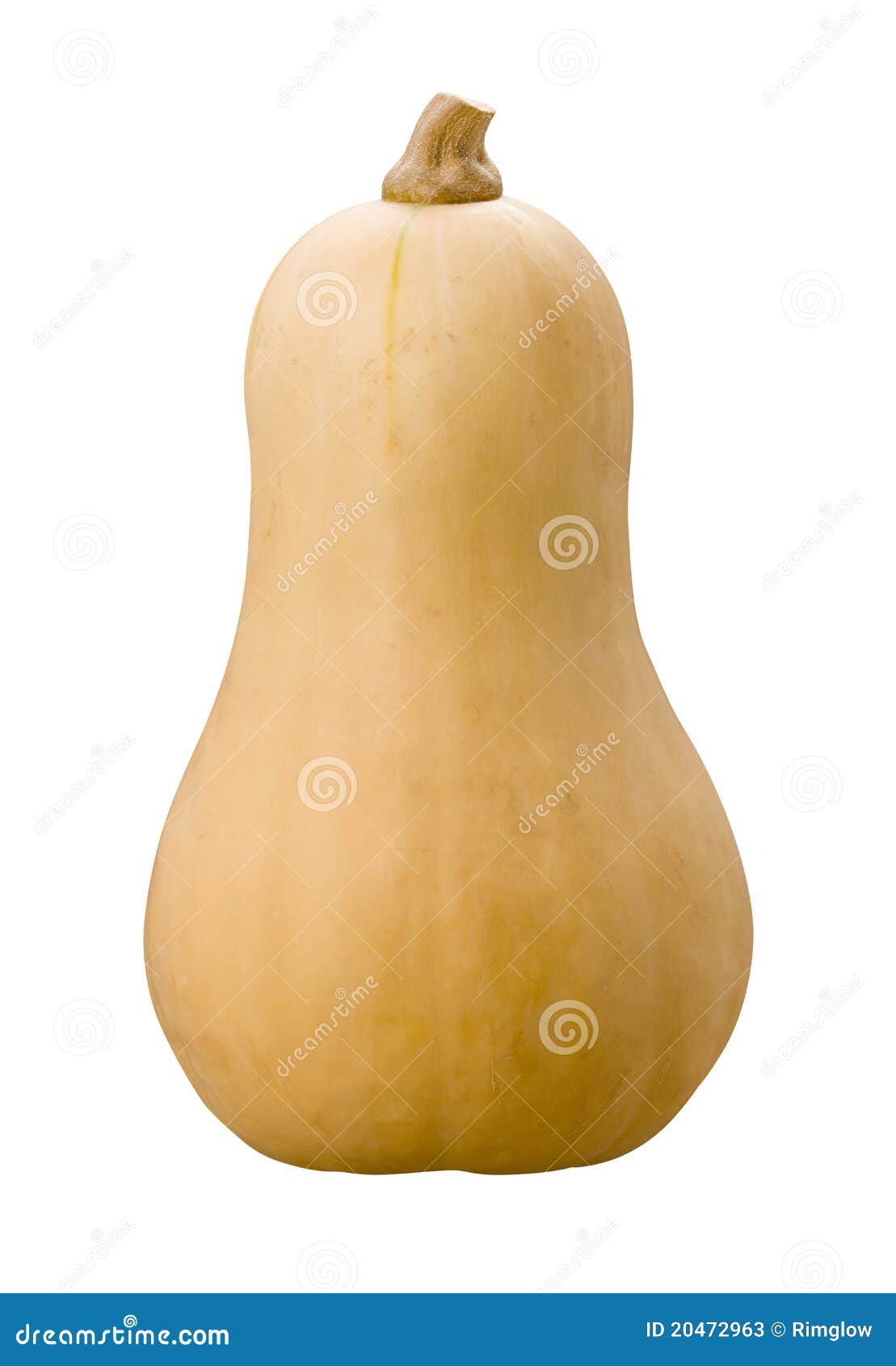 Butternut Squash Isolated stock image. Image of isolated - 20472963