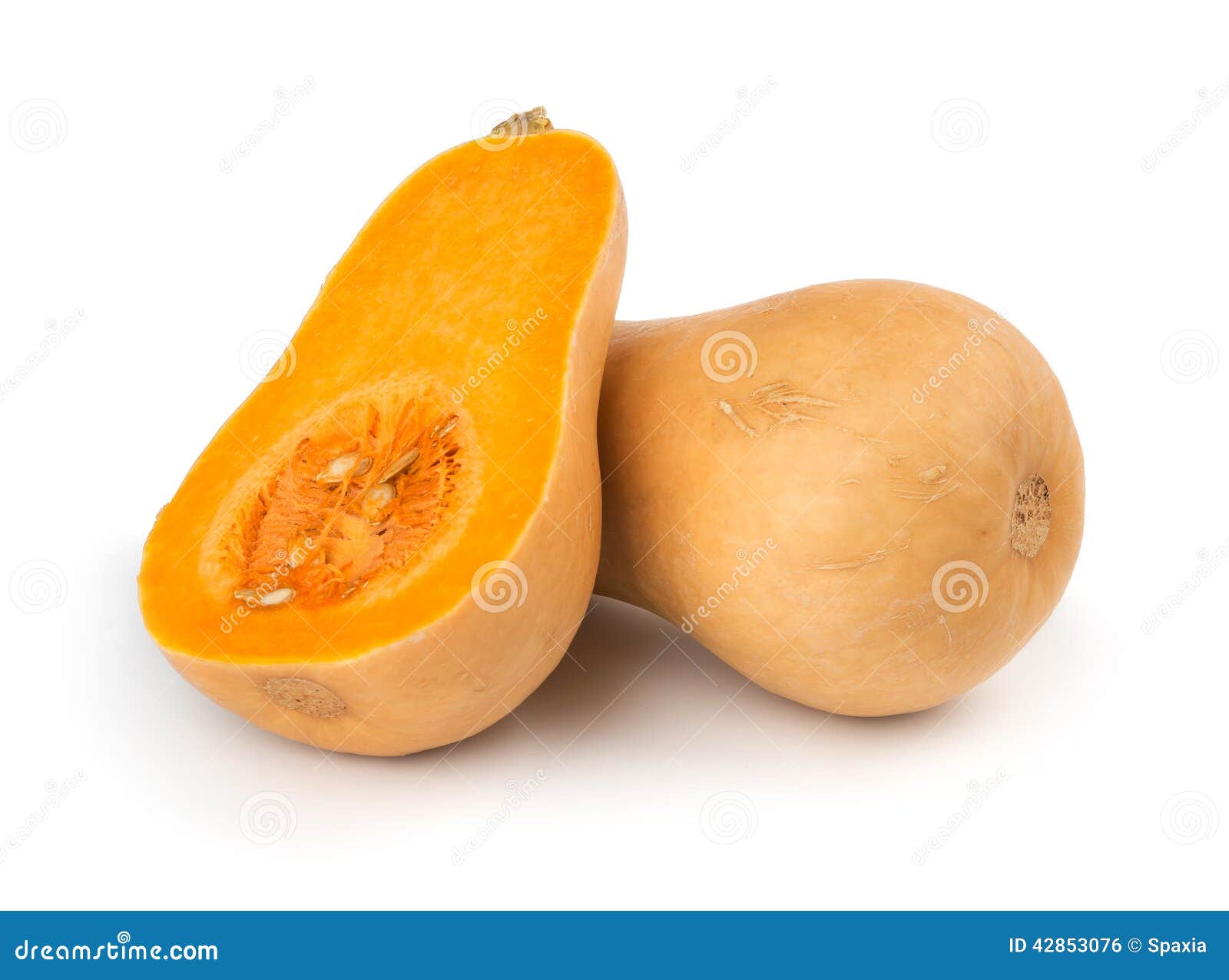 Butternut squash stock photo. Image of fresh, gourd, sweet - 42853076