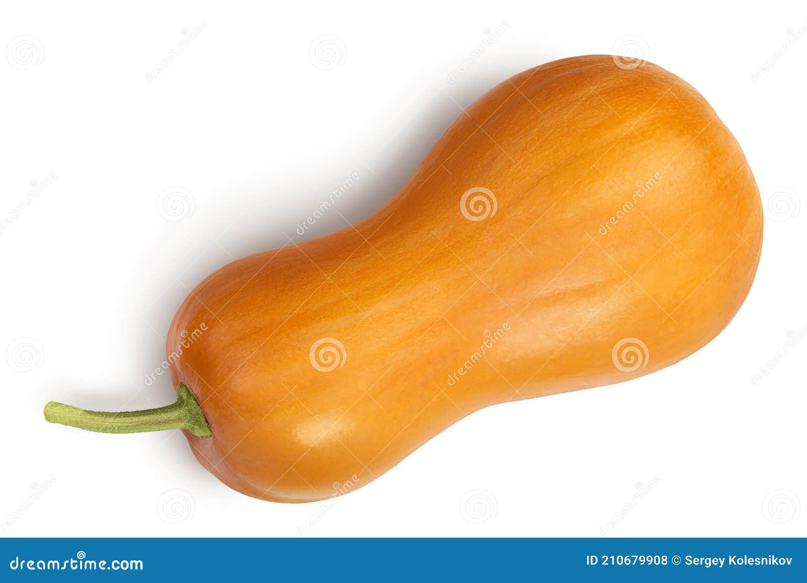 Butternut Squash Isolated on White Background with Clipping Path and ...