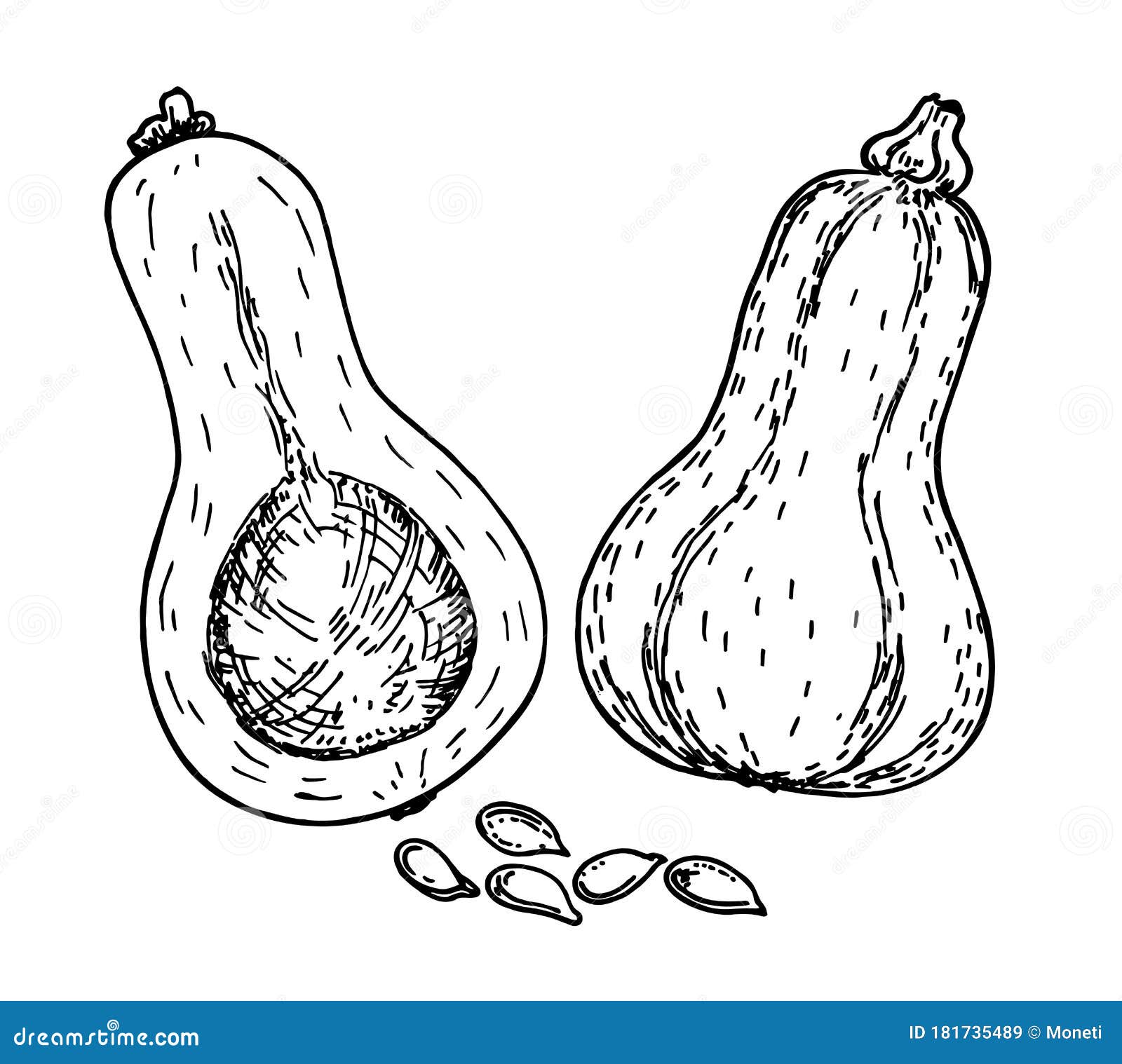 Butternut Squash Sketch Set. Isolated Hand Drawn Object Stock Vector ...