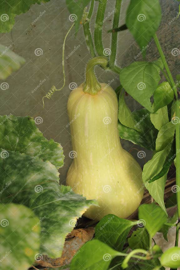 Butternut squash stock image. Image of butternut, grow - 79202375