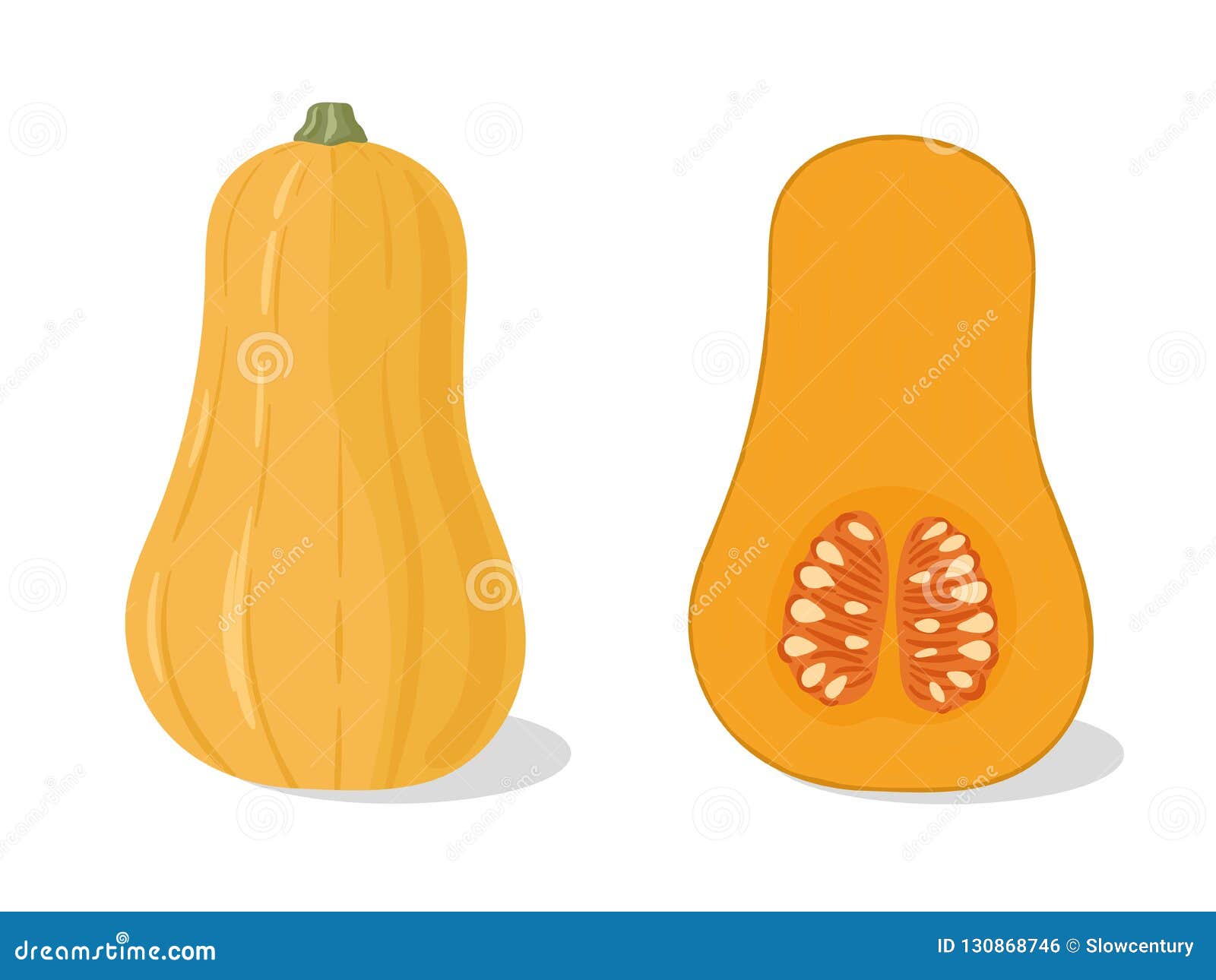 Butternut Squash Vector Drawing. Isolated Hand Drawn Object. Vegetable ...