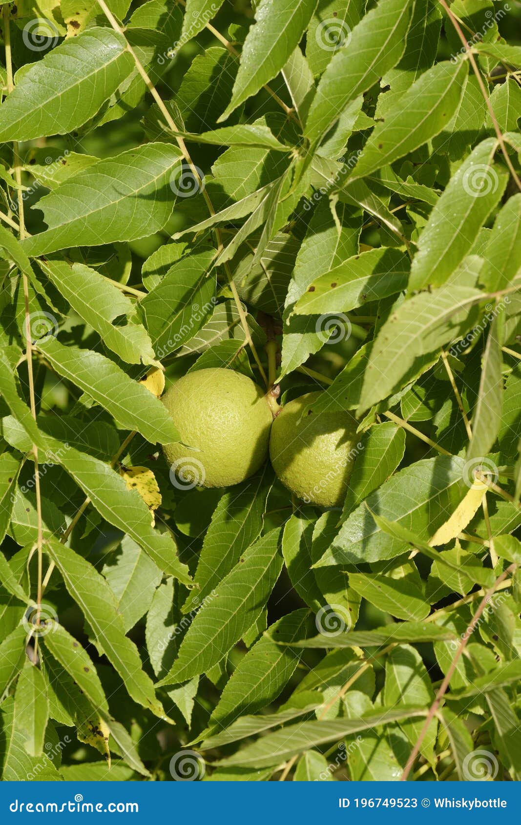 Butternut Tree stock image. Image of round, park, portrait - 196749523