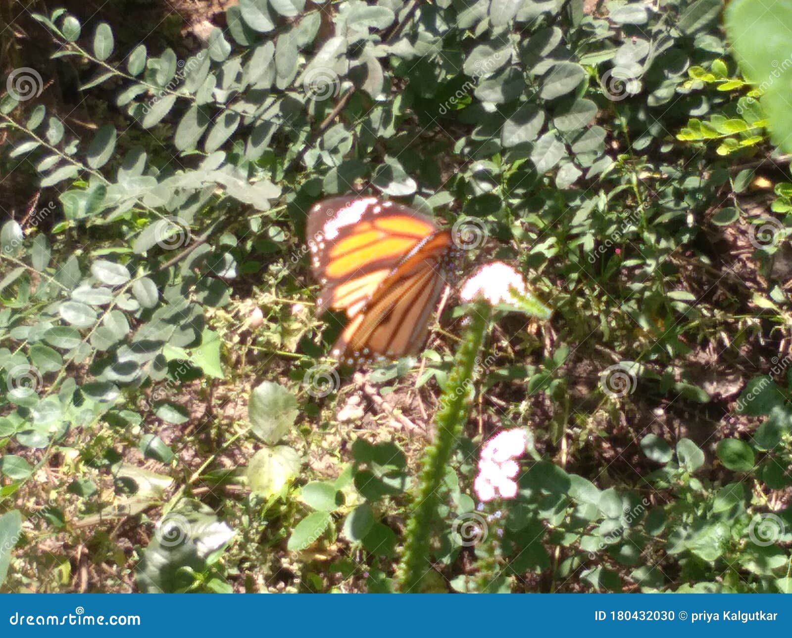 Buttery butterfly on top stock photo. Image of jungle - 180432030
