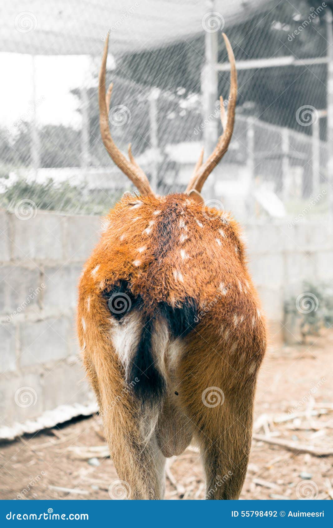 Buttocks and Horn of deer stock photo. Image of cute - 55798492