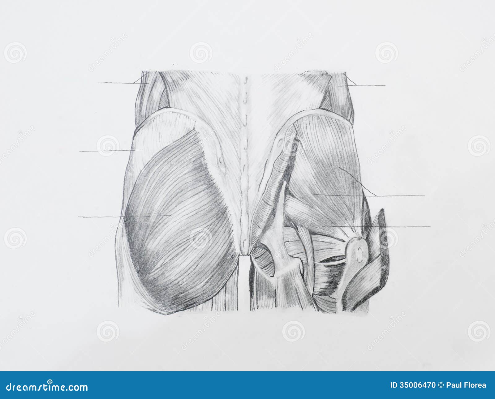 Buttocks Muscles Pencil Drawing Royalty Free Stock Image 35006470