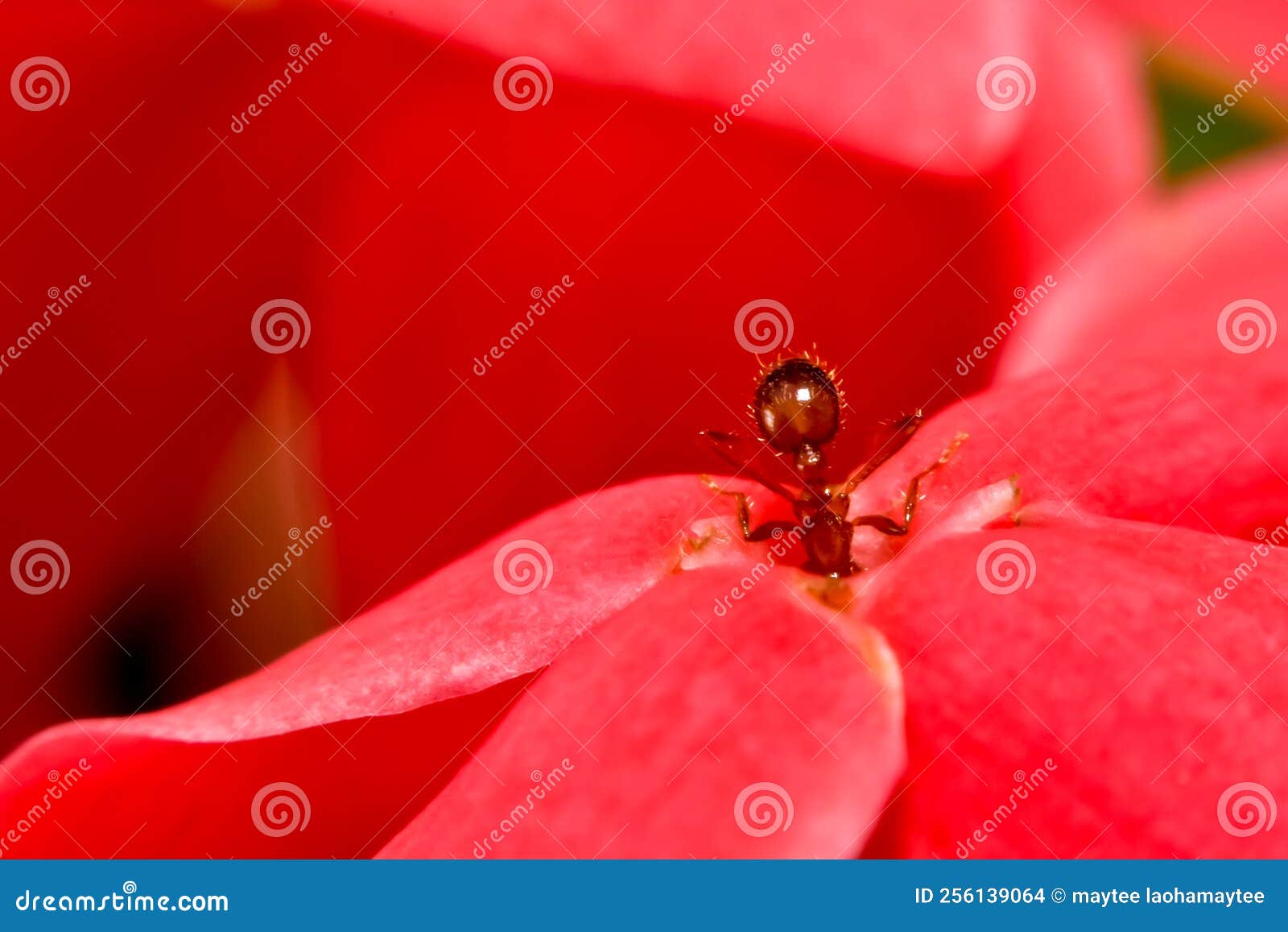 Buttom of Ant on Red Spike Flower. Stock Photo - Image of spike, flower ...