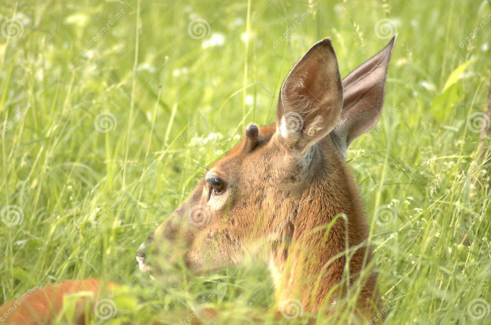 Button Buck stock photo. Image of animal, whitetail, deer - 147862