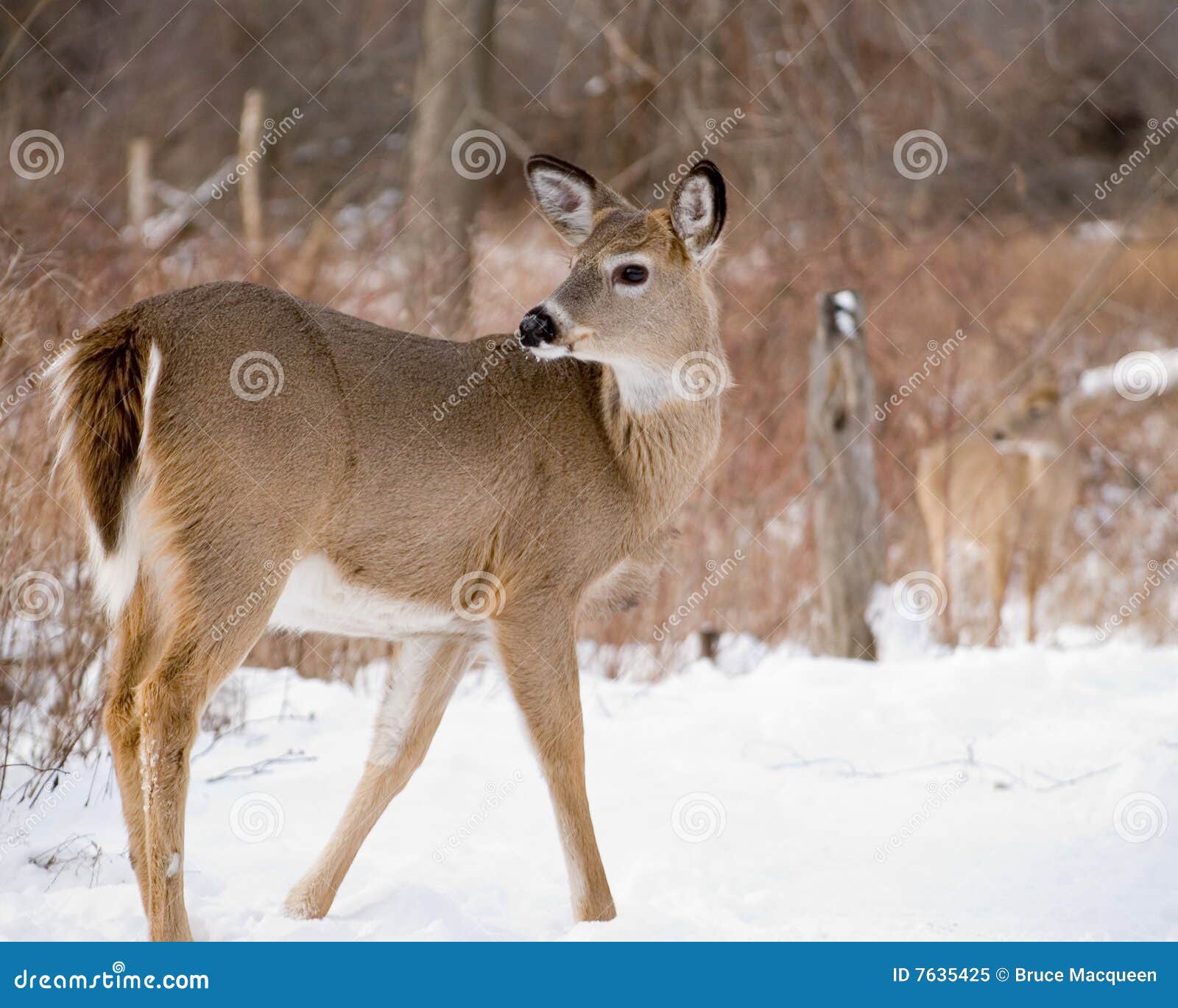 Button Buck stock image. Image of hunting, deer, mammal - 7635425