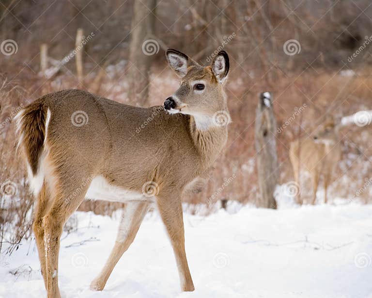 Button Buck stock image. Image of hunting, deer, mammal - 7635425