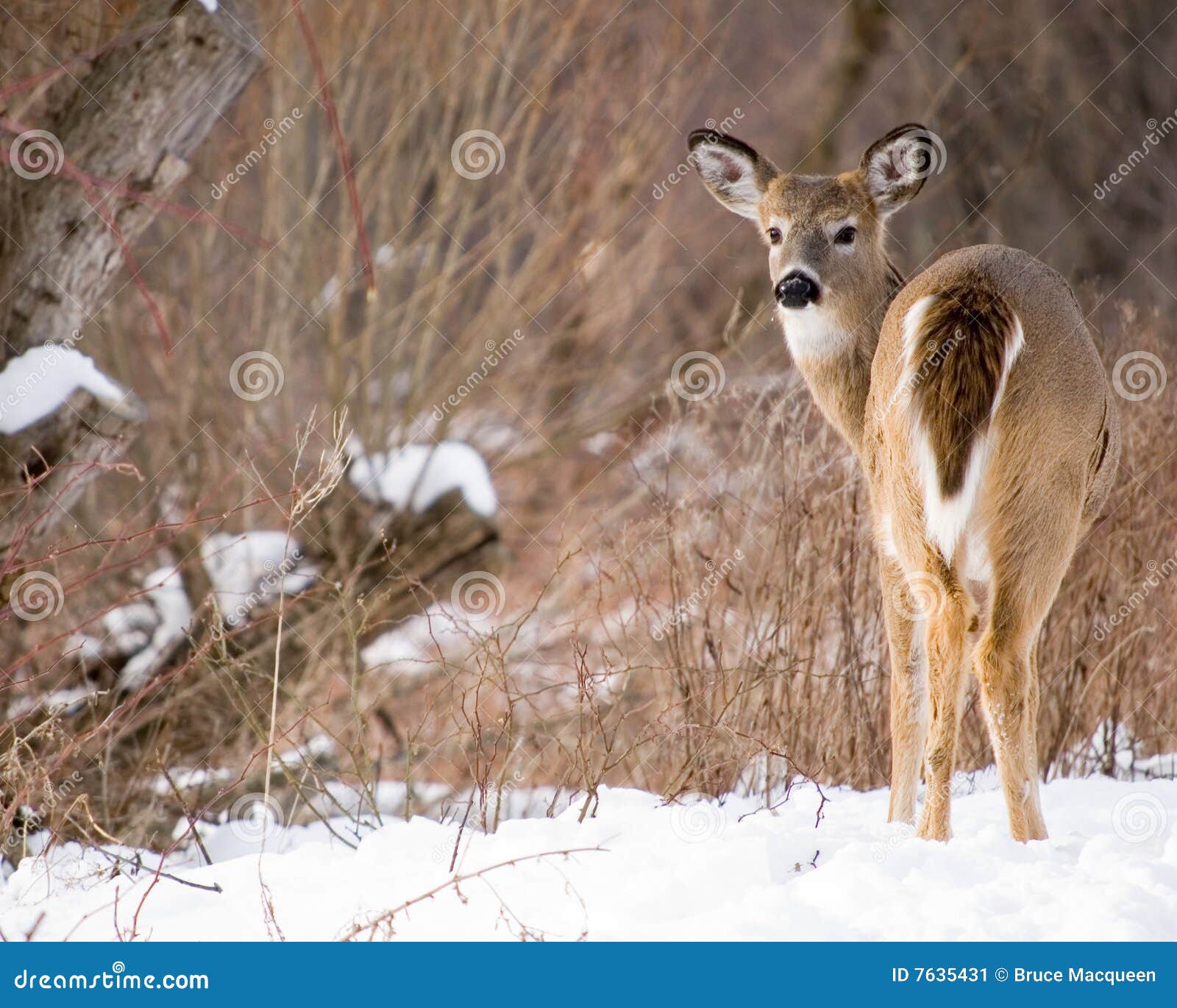 Button Buck stock image. Image of deer, wildlife, button - 7635431