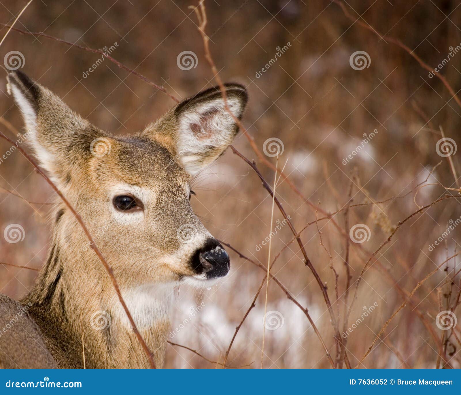 Button Buck stock photo. Image of wildlife, mammal, whitetail - 7636052