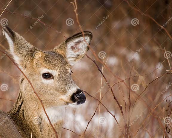 Button Buck stock photo. Image of wildlife, mammal, whitetail - 7636052