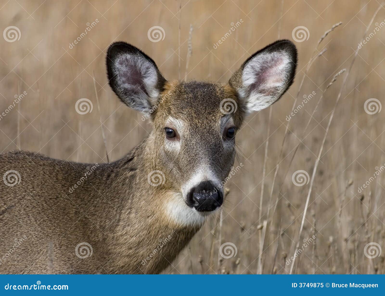 Button Buck Whitetail Deer (Odocoileus Virginianus Stock Image - Image ...