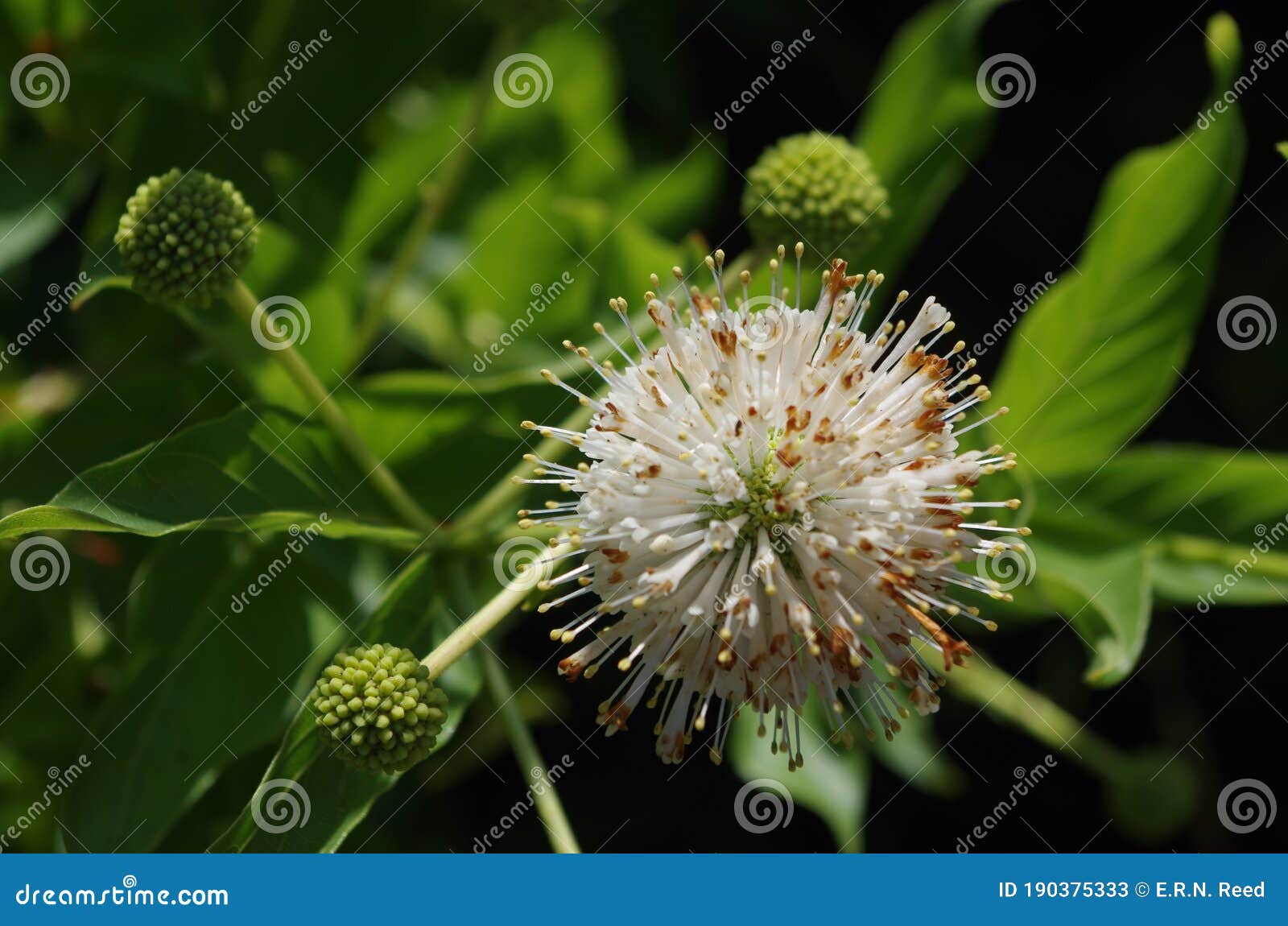 Button bush stock image. Image of botanical, button - 190375333